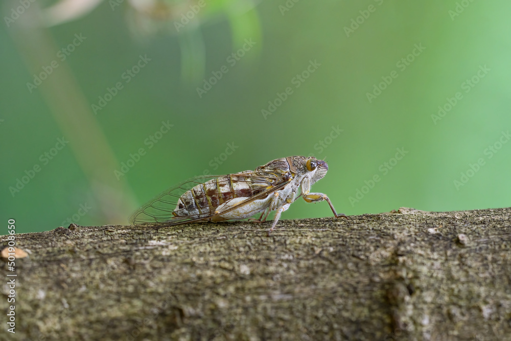 Cicadidae is another family of cicadas that like to lay eggs in the ...