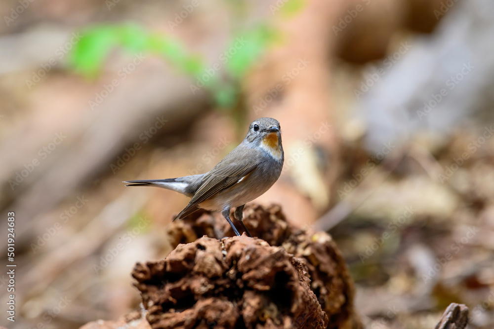 Taiga Flycatcher is another insect catching bird which is small and ...