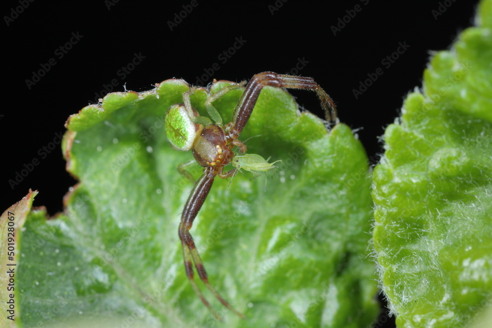 A spider with a hunted aphid on a green leaf. Spiders are natural ...