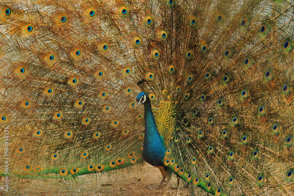 Paw, ptak, pawi ogon, pawie oko, pawie pióro, królewski ptak Stock ...