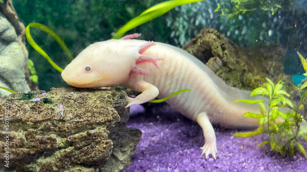 Underwater Axolotl portrait in an aquarium. Ambystoma mexicanum ...