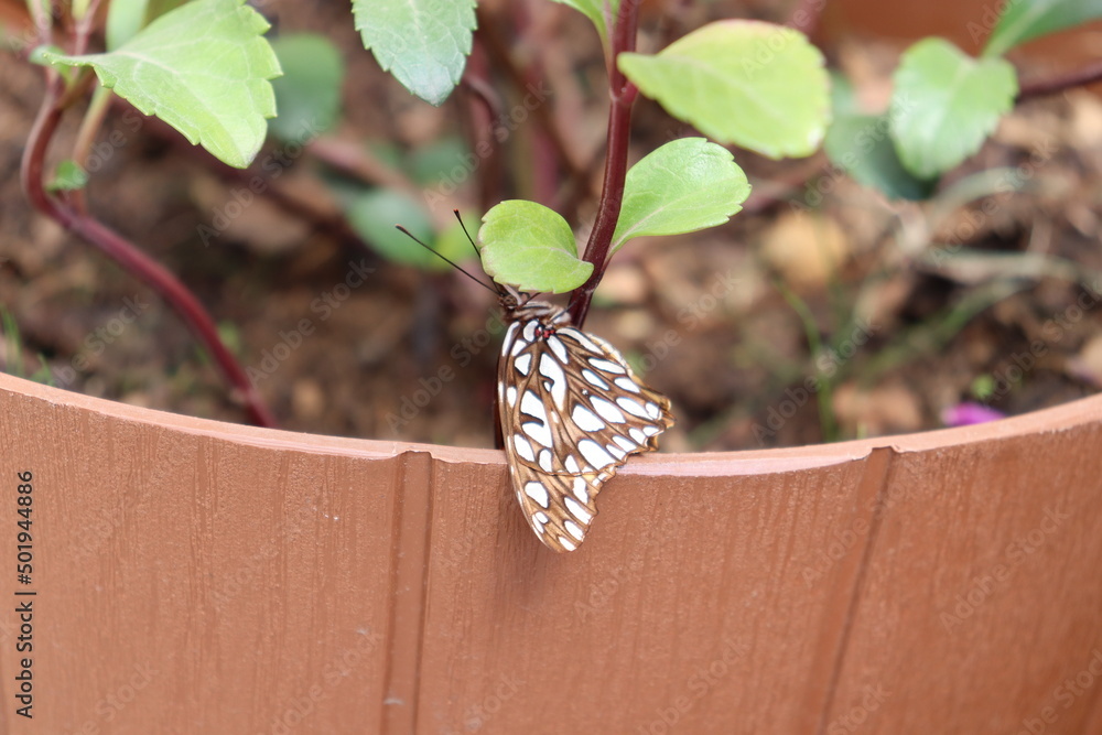 Butterfly resting on the branch of a green leafy plant, inside a clay ...