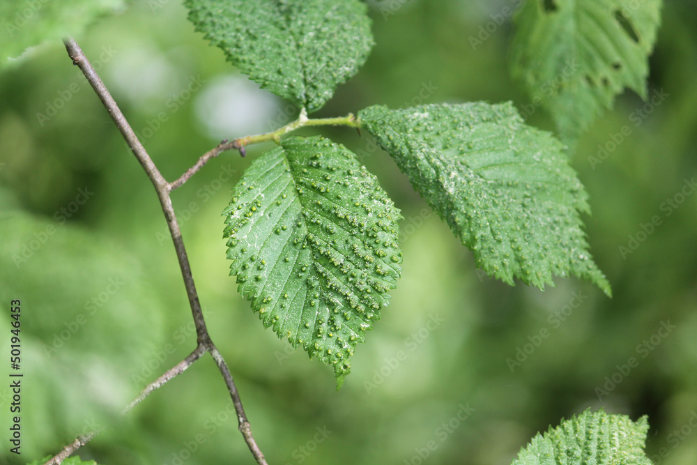 Galls caused by Aceria campestricola mite on elm (Ulmus sp.) green leaf ...