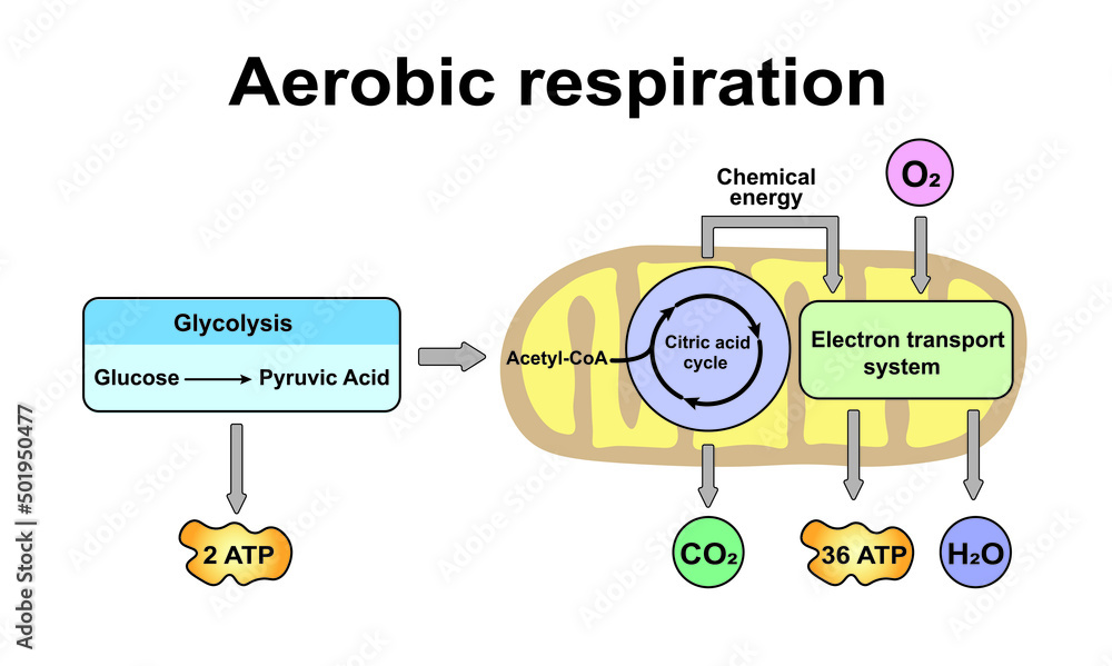 Aerobic Metabolism