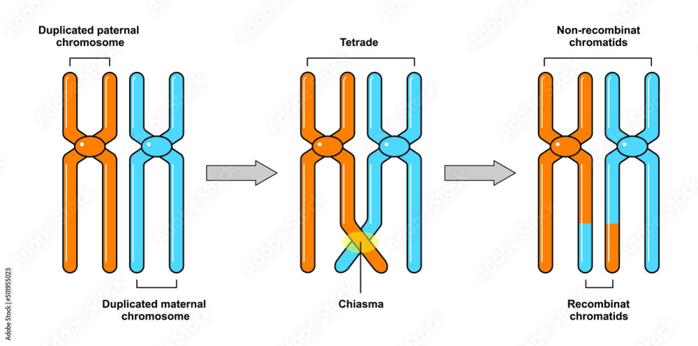 Scientific Designing Of Crossing Over. Genetic recombination During ...