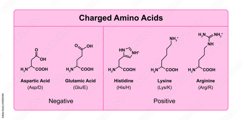 Amino Acids Types Table. Showing The Chemical Structure of Charged ... Amino Acids Types Table. Showing The Chemical Structure of Charged ...