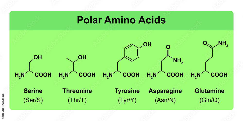 Amino Acids Types Table Showing The Chemical Structure Of Polar Amino Acids Vector