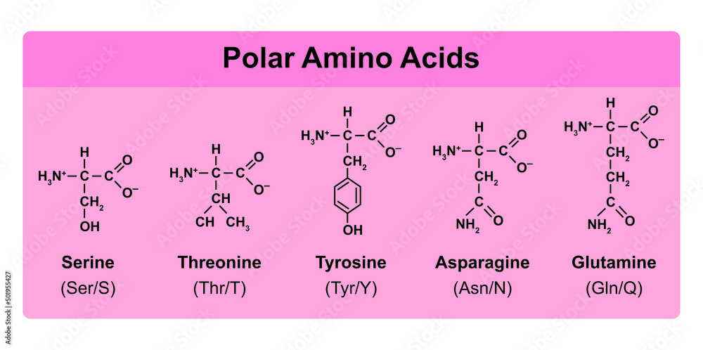 Amino Acids Types Table. Showing The Chemical Structure of Polar Amino ... Amino Acids Types Table. Showing The Chemical Structure of Polar Amino ...