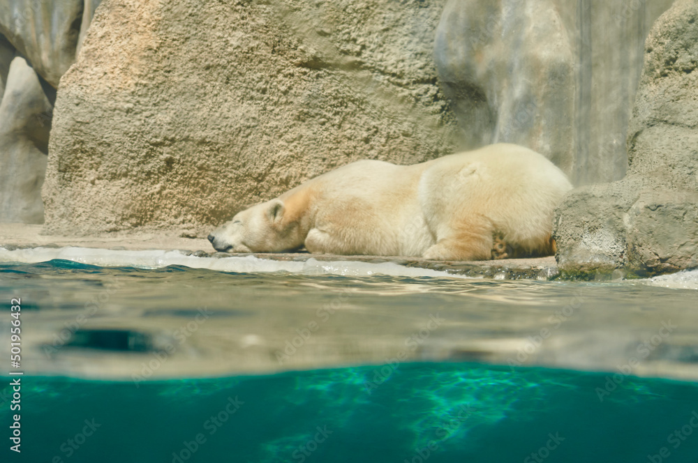 oso polar Stock Photo | Adobe Stock