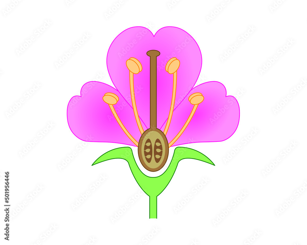 Flower Diagram Unlabeled