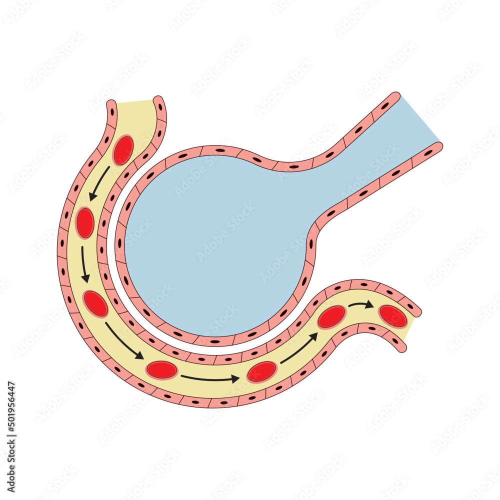Alveoli Gas Exchange Animation