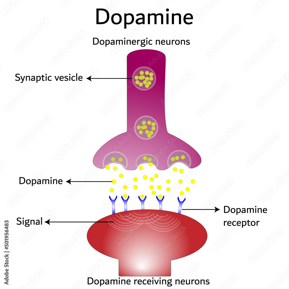 Dopamine, dopamine-receiving neuron and dopamine-producing neuron ...
