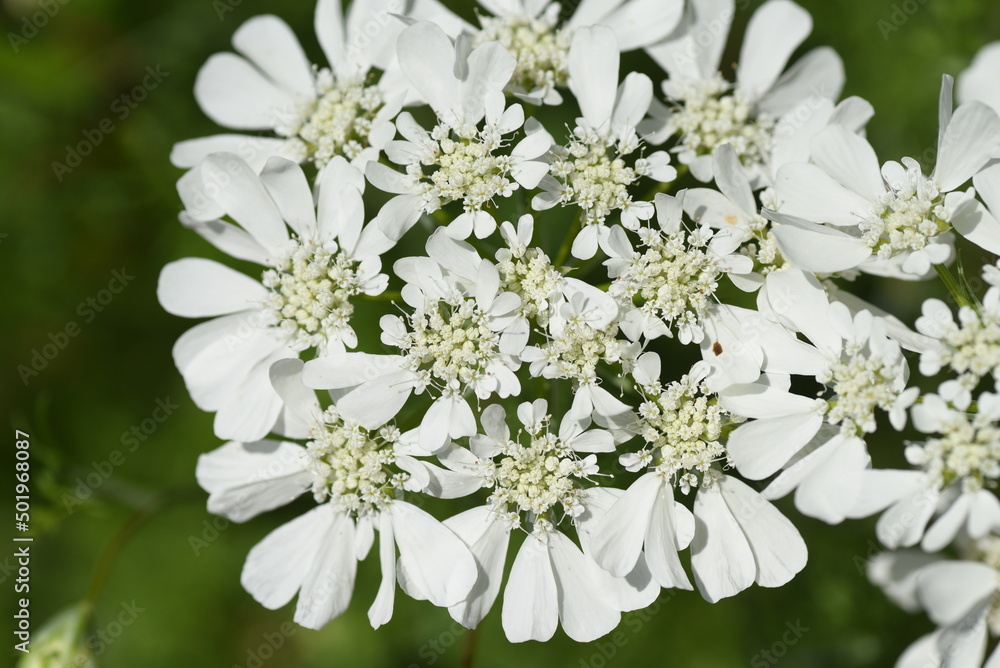 Orlaya grandiflora'White Lace' flowers. Apiaceae evergreen perennial ...