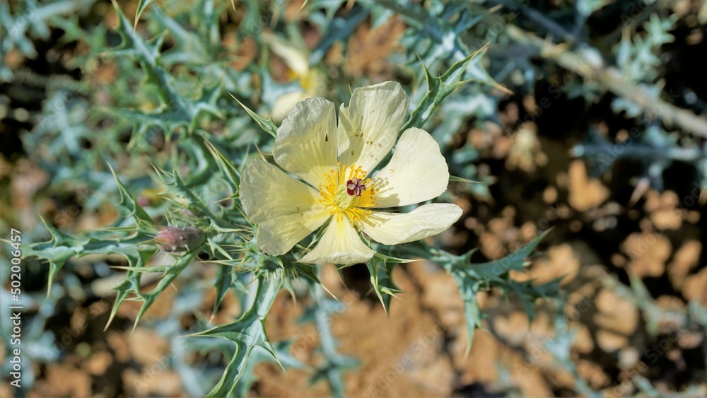 Fully blossomed flower of Argemone Mexicana flower, Bermuda thistle ...