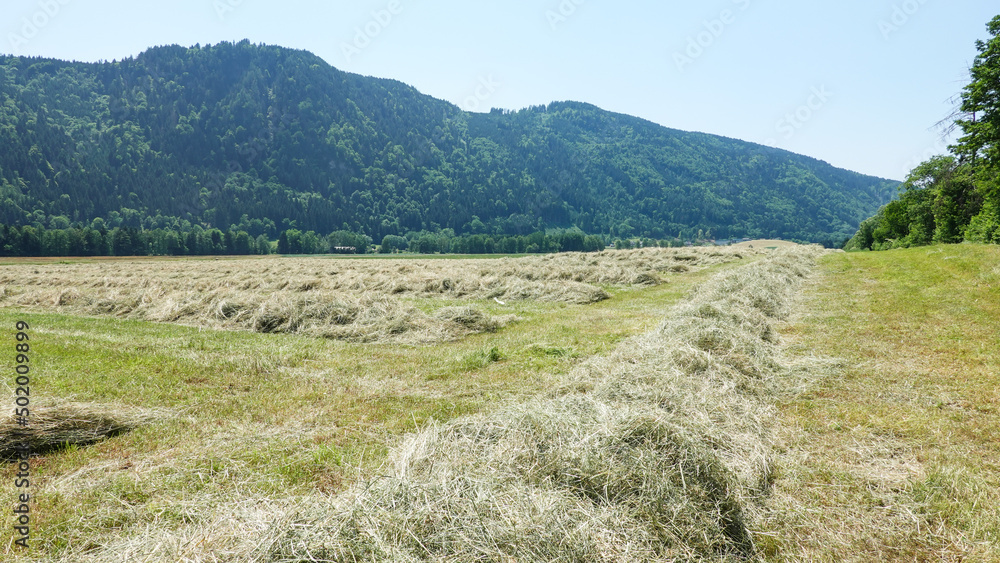 Heuernte in Kärnten Stock Photo | Adobe Stock