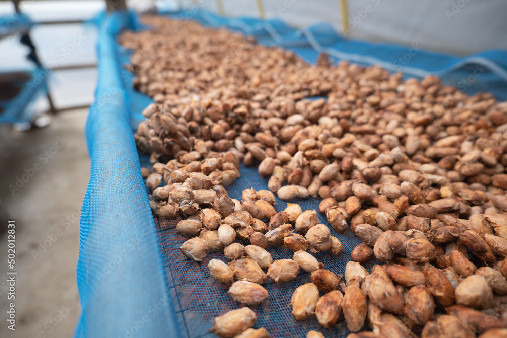 Cocoa beans drying process by sun light in the seed solar dryer ...