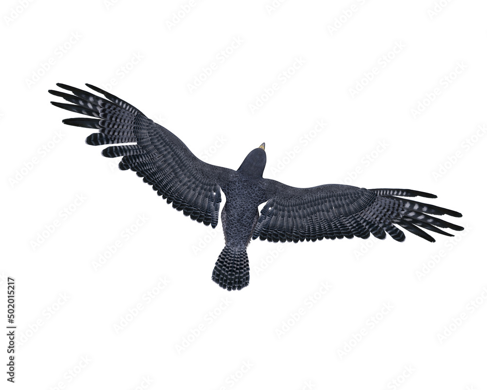 Peregrine falcon in flight viewed from above. 3D illustration isolated ...