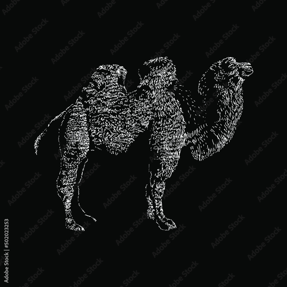 Bactrian Camel hand drawing vector illustration isolated on black ...