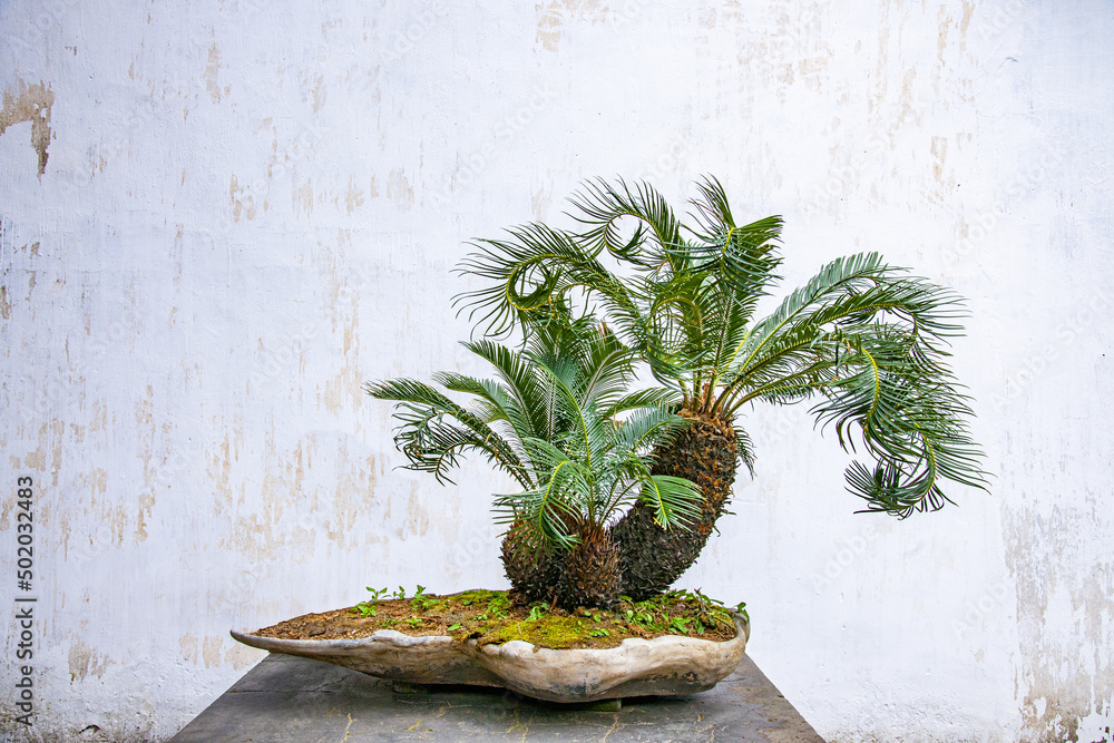 Huangpu district, Shanghai yuyuan garden "cycas" bonsai Stock Photo ...