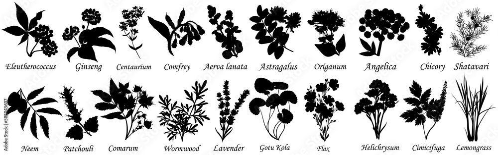 Medicinal and healing herbs, set of botanical vector silhouettes. Stock ...