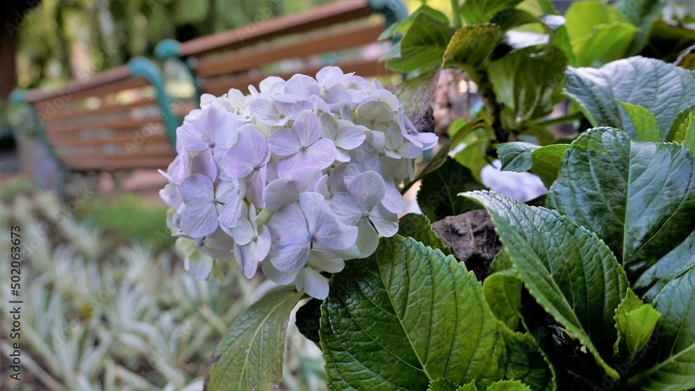 Beautiful closeup view of flowers of Hydrangea macrophylla Stock Photo ...