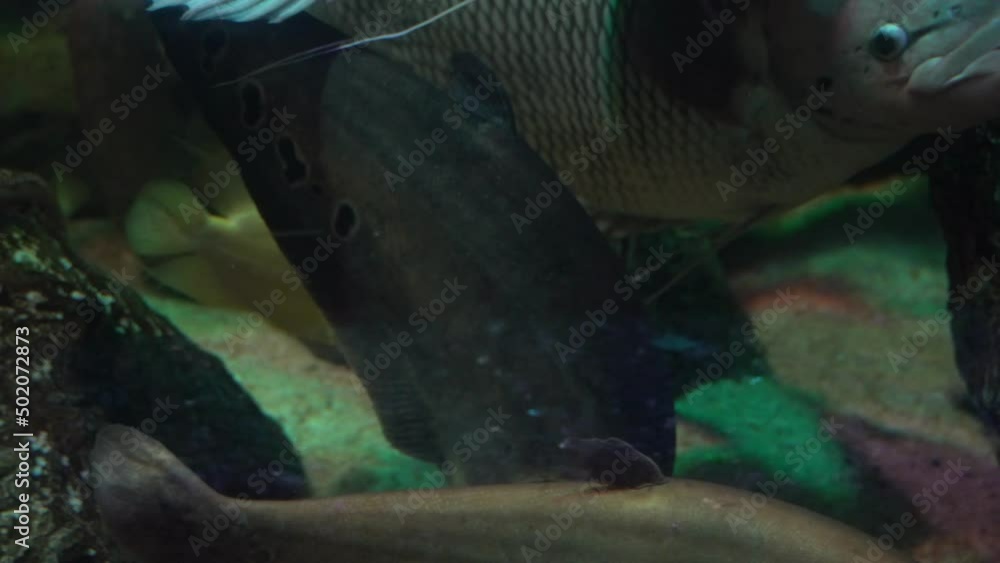 A real or giant gourami is a freshwater ray-finned fish of the macropod ...