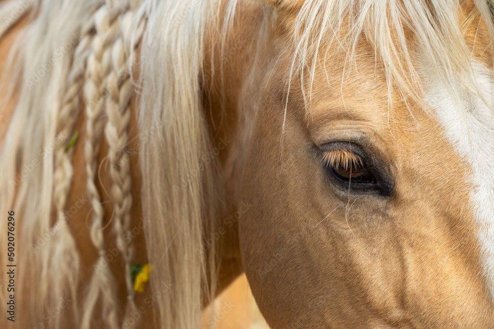 Portrait of a horse. A beautiful relaxed palomino quarter horse. Closed ...