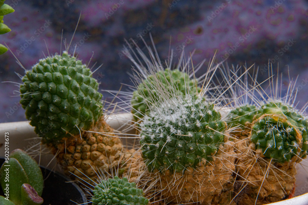 Small green cacti with long white filaments in earthen pots on a ...