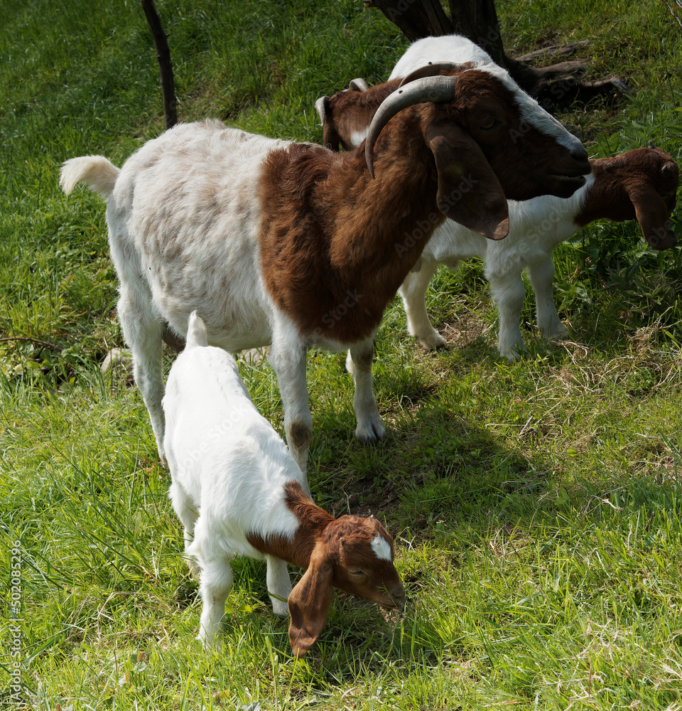 Chèvre Boer, race caprine Sud-africaine Stock Photo | Adobe Stock
