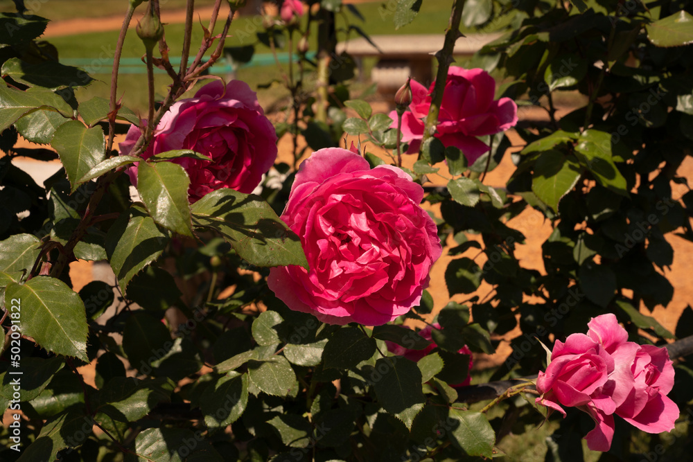 Landscaping and garden design. Closeup view of climbing Rosa Parade ...