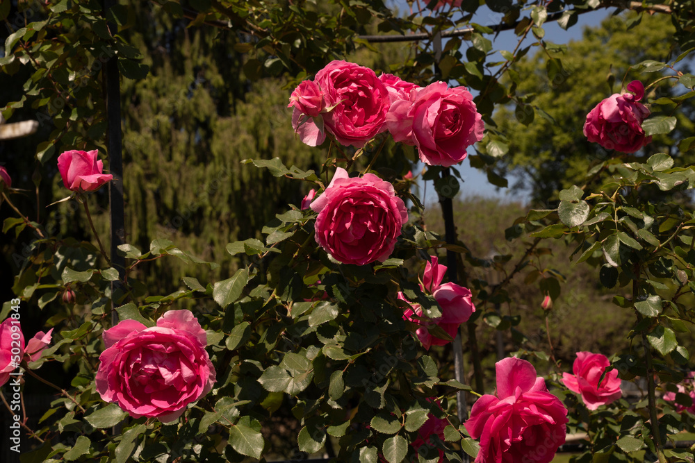 Landscaping and garden design. Closeup view of climbing Rosa Parade ...