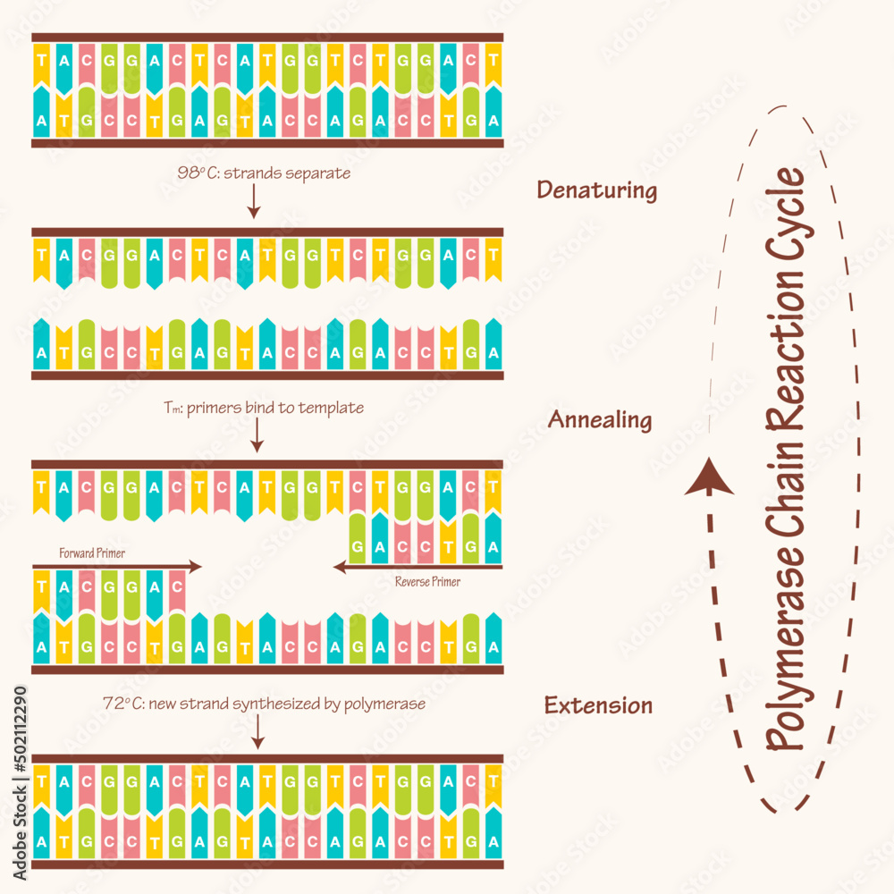 Polymerase Chain Reaction Cycle Diagram Stock Vector | Adobe Stock