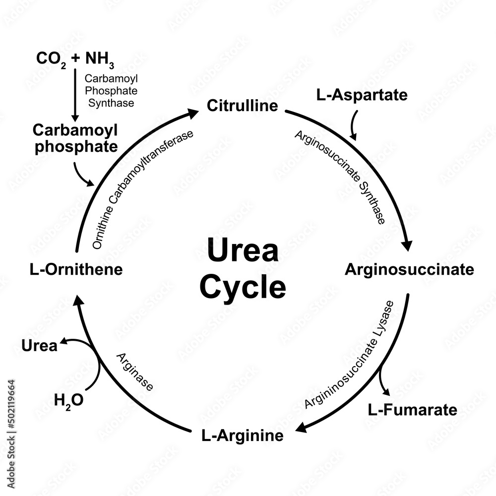 Urea Cycle