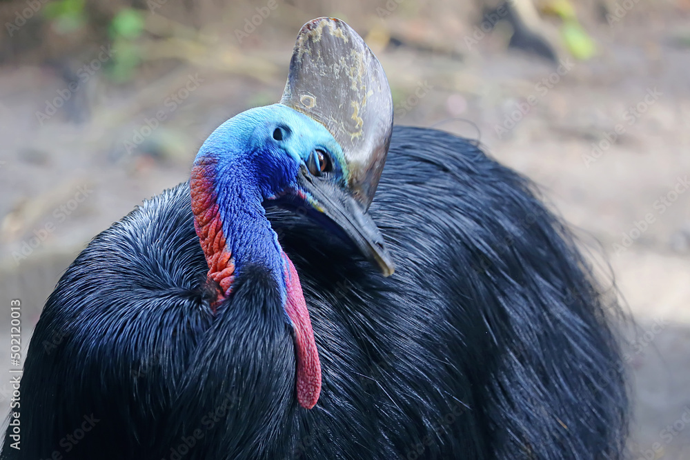 The face part of the Cassowary (Casuarius sp) with a beautiful color ...