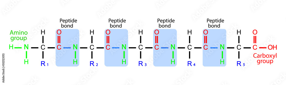 Protein Structural Formula. Peptide Bonds Formation From Amino acids ...