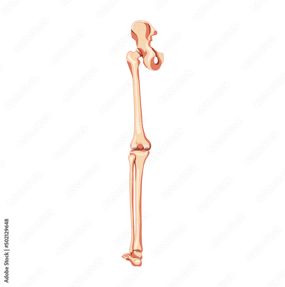Human Pelvis with leg Skeleton back view with hip bone, thighs, foot ...