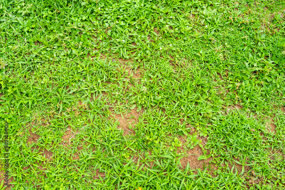 Green grass texture for background. Green lawn pattern and texture ...
