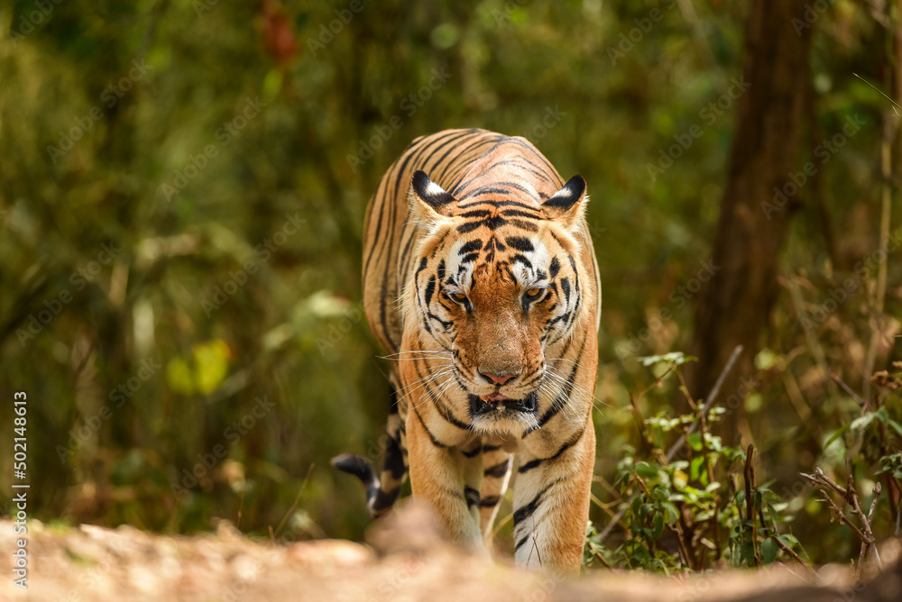 wild bengal huge male tiger walking head on portrait eye contact in ...