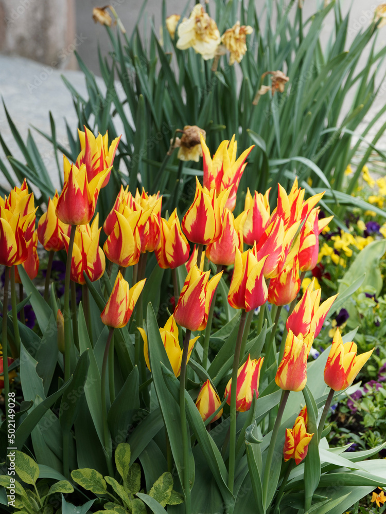 Tulips bulbs 'Fire Wings' in mass planting as superb garden border with ...