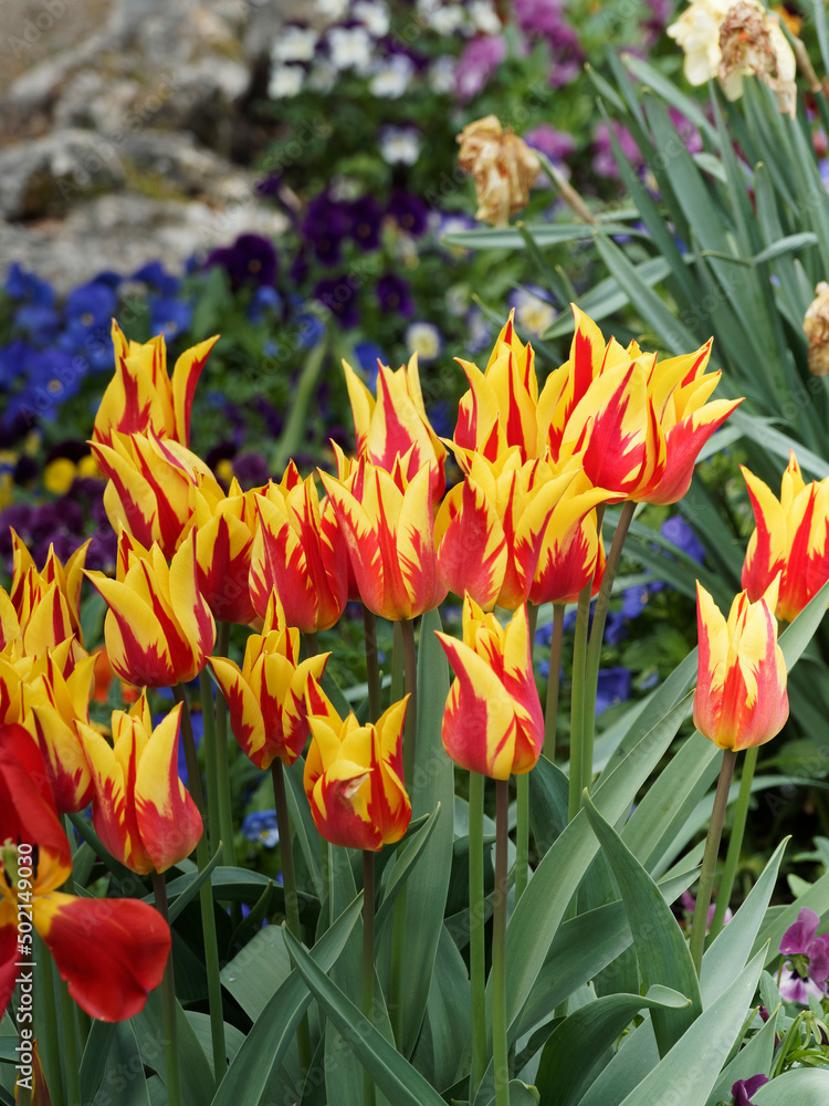 Foto de Tulips bulbs 'Fire Wings' in stunning flowers arrangements in ...