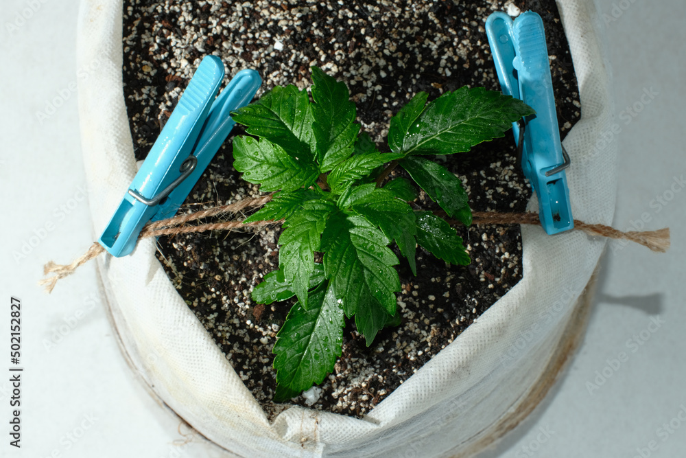 Micro growing technology LST (low stress training), top view. Cannabis ...