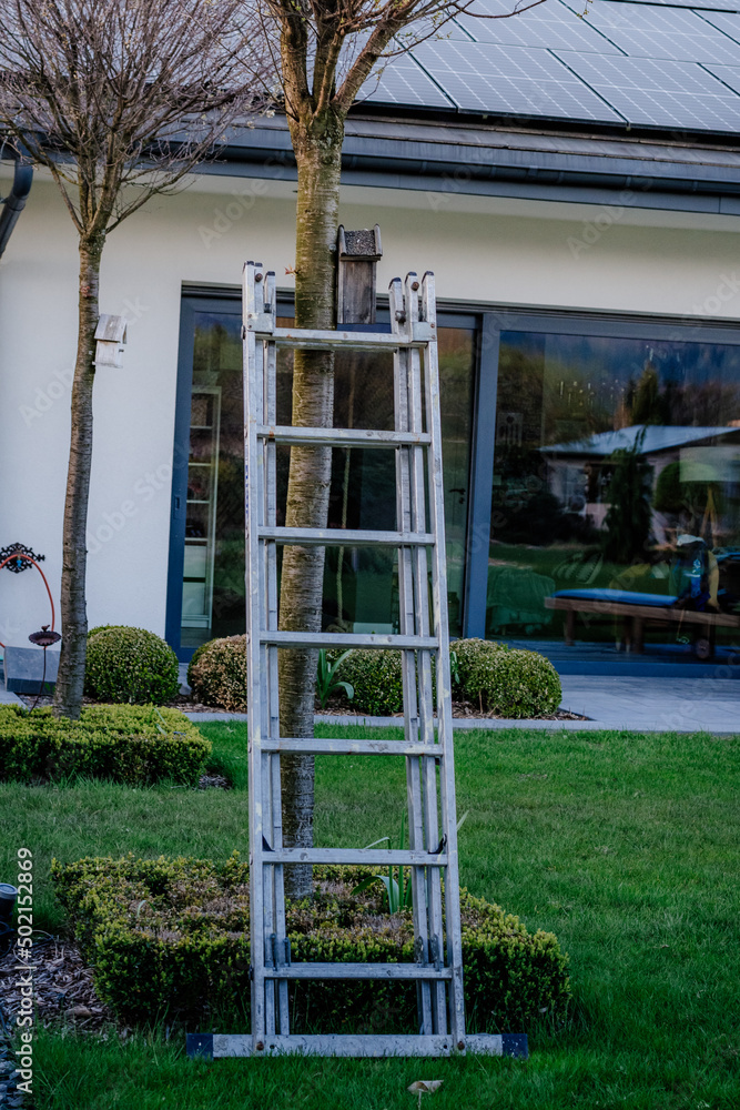 Drabina oparta o drzewo w ogrodzie Stock Photo | Adobe Stock