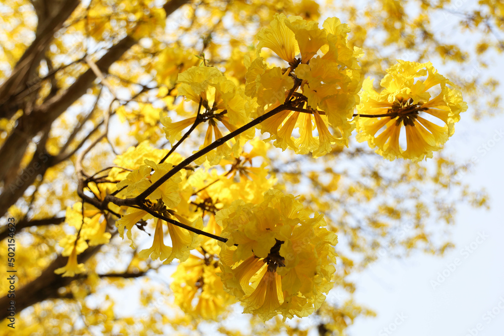 Yellow flowers bunch tree twig of Tabebuia or golden trumpet tree ...