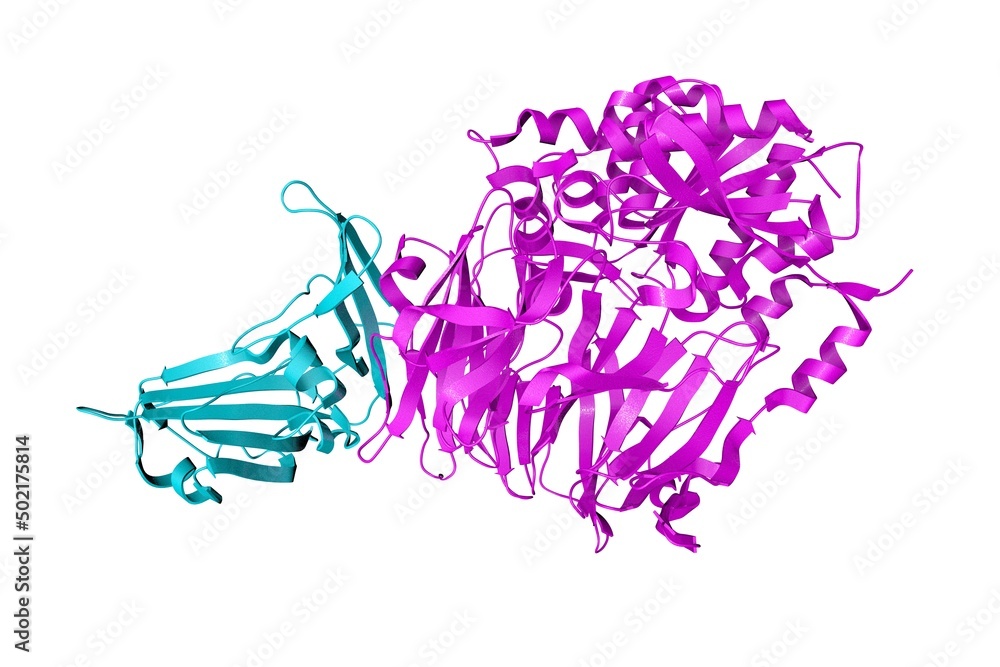 Crystal structure of MERS-CoV complexed with human DPP4 on white ...