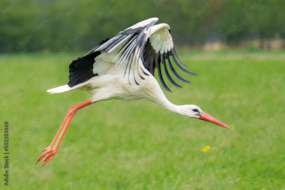 Der Weißstorch (Ciconia ciconia), auch Klapperstorch genannt Stock ...