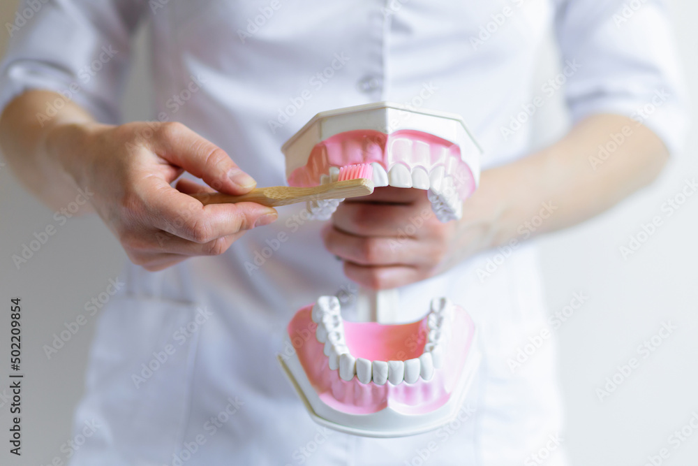 Dentist training tooth clear in jaw with bamboo toothbrush. health ...