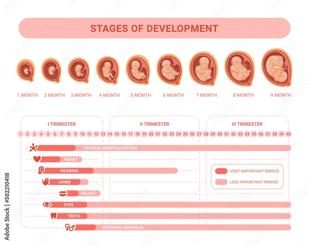 Embryonic development. Stages prenatal growth healthy fetus, fetal ...