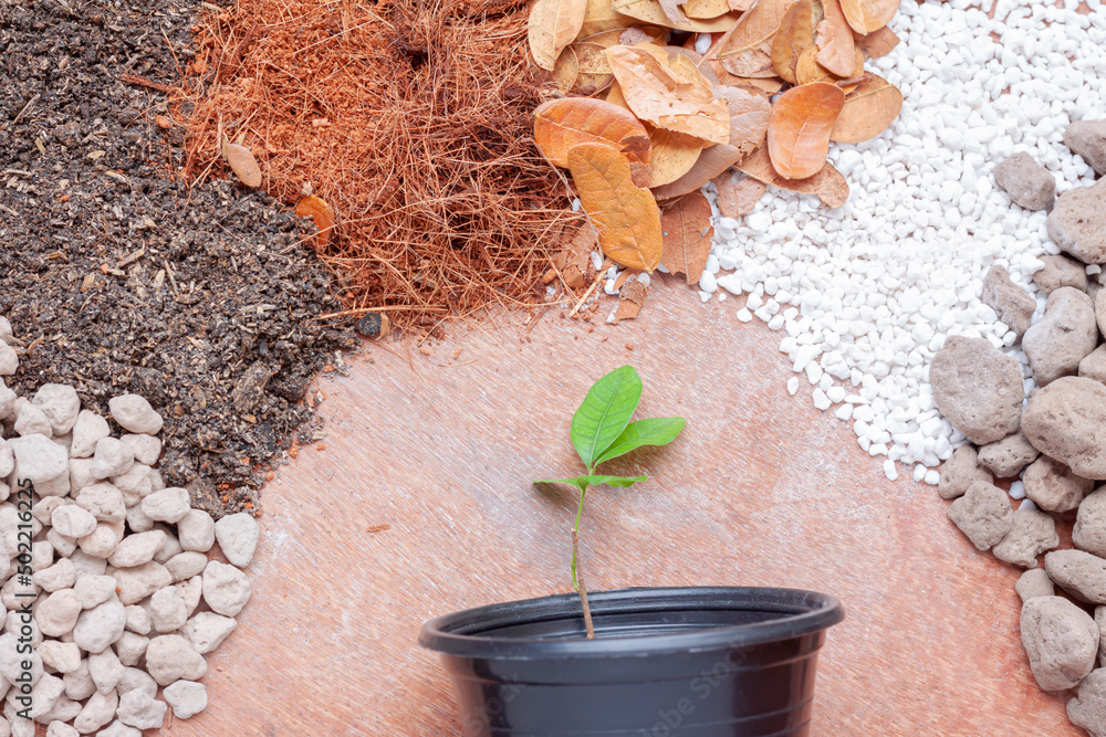 Pumice pebbles ,Volcanic rock, Dry leaves ,White perlite,Coconut coir ...