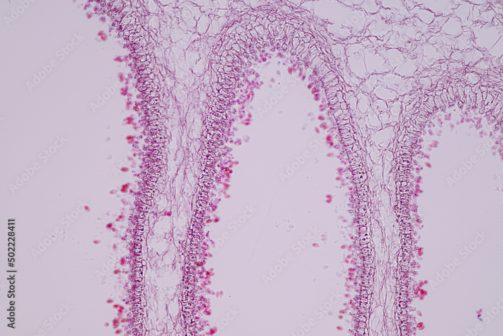 Slime molds, as a group, are polyphyletic under the microscope for ...