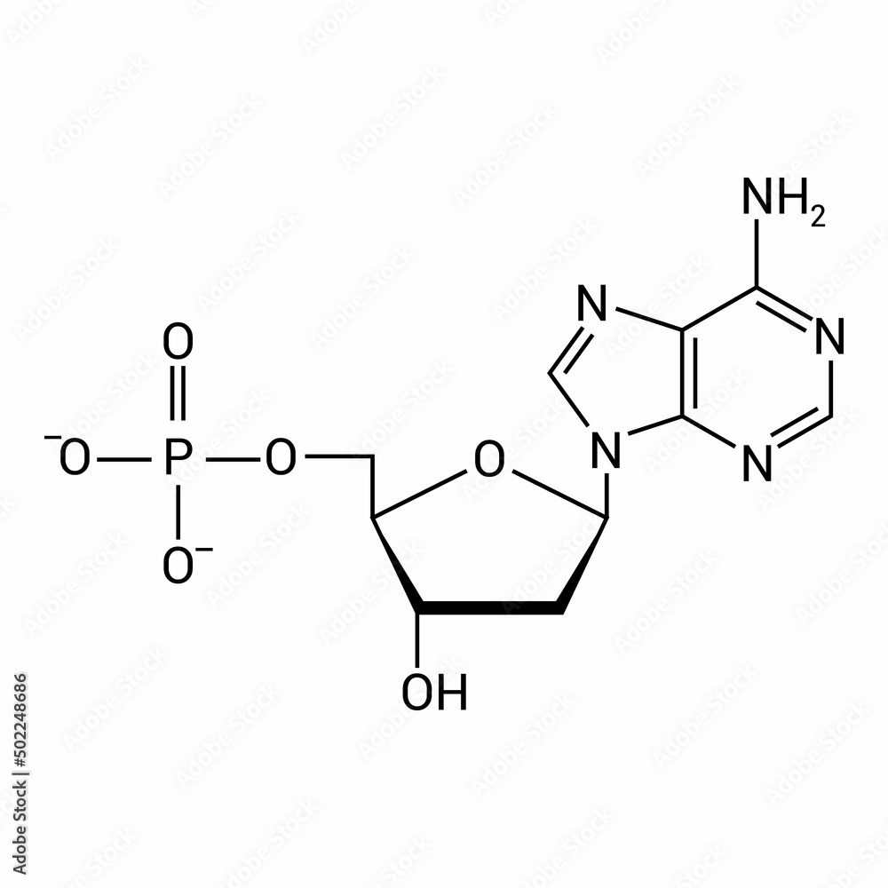 chemical structure of DNA nucleotide Stock Vector | Adobe Stock